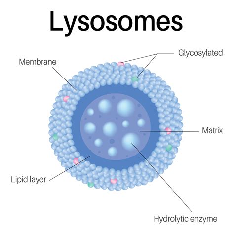 Vacuole And Lysosome