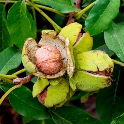 English Walnut Tree Buygrow Online Nursery Port Elizabeth