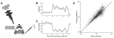 Ferret Auditory Cortex Shows Trial To Trial Variability In Neural
