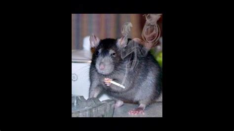 The Official Tim Cheese Lore By Tim Cheese Himself Youtube