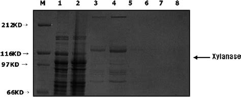 Expression Of Recombinant Xylanase In E Coli Orf Of T Maritima Download Scientific Diagram
