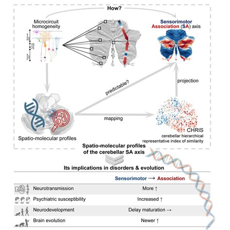 Spatio Molecular Profiles Shape The Human Cerebellar Hierarchy Along