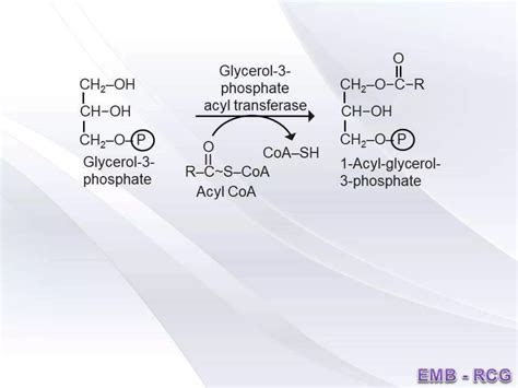 Metabolism Of Triglycerides Pptx