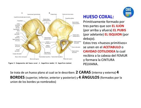 Hueso Coxal