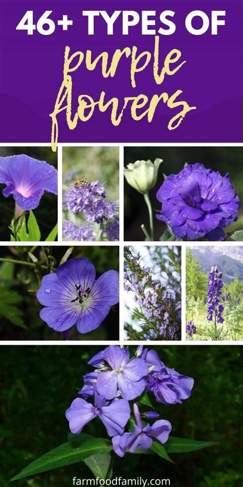 Pictures And Names Of Purple Flowers At Lincoln Parkes Blog