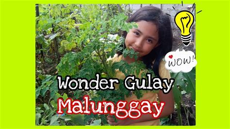 How To Make Malunggay Powder Moringa Powder At Home Easy Way Youtube