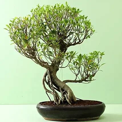 Order Beautiful Ficus Nuda Bonsai Plant Buy And Send Beautiful Ficus