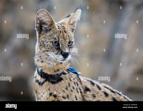 July 19 2022 Naples Florida Usa African Serval On Display At The