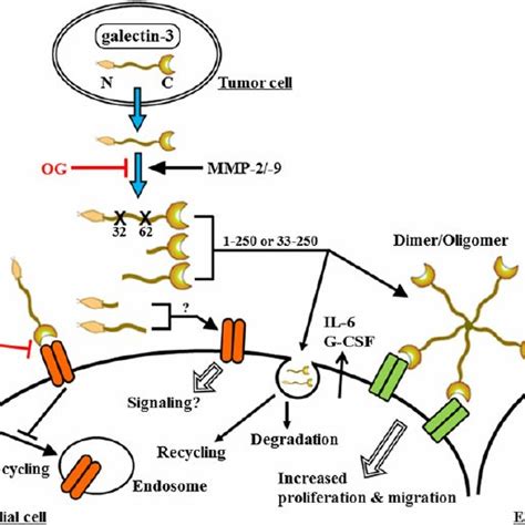 Pdf Galectin 3 In Angiogenesis And Metastasis