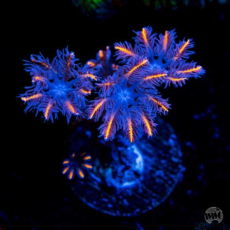 Wwc Florida Squeeze Clove Polyp Coral World Wide Corals