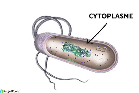Cytoplasme Définition Rôle Et Structure