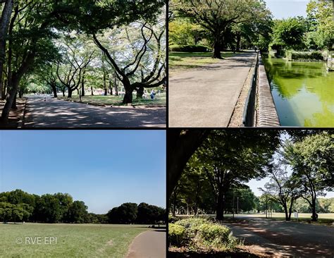 Koganei Tourism 2024 All You Need To Know Before You Go
