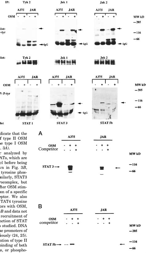Figure 4 From Signaling Of Type Ii Oncostatin M Receptor Semantic
