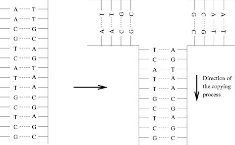 Figure 41 From The Evolutionary Consequences Of Redundancy In Natural