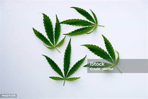 많은 자연적인 신선한 크고 작은 대마초 5 손가락 나뭇잎 혼란 하다 대마초 마리화나 잎 근접 촬영 배경입니다 자연 배경입니다 빈티지 톤 대마초와 리치 럭셔리 행복 한 삶