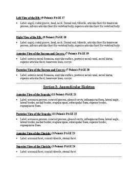 Anatomy Drawings Rubric 101 By Athletic Therapies And Care LLC TPT