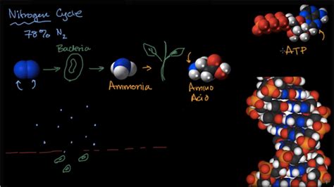 Nitrogen Cycle Steps Nitrogen Cycle Animation Video Youtube