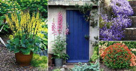 37 Best Perennials For Shade That Bloom All Summer