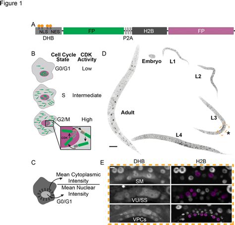 Generation Of A Cdk Biosensor For Live Cell Cycle Visualization In C