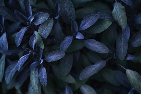 자연 추상적인 배경입니다 어두운 잎 텍스처입니다 현대 미술 인테리어 디자인을 위한 포스터도 사용할 수 있습니다 0명에 대한 스톡