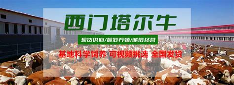 西门塔尔牛供应产品临泉县长官镇凯凯养殖场