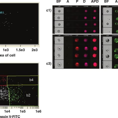 Flow Cytometry Based Cellular Classification According To Fluorescent Download Scientific