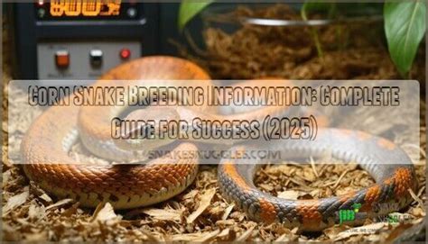 Corn Snake Breeding Information Complete Guide For Success 2025