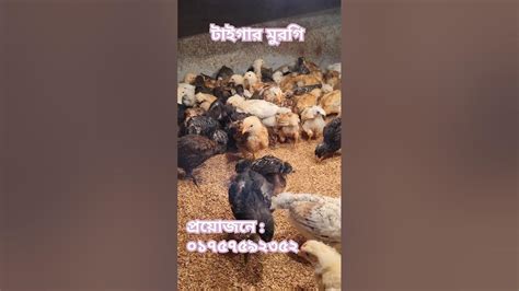 ভ্যাকসিন কমপ্লিট অরিজিনাল টাইগার মুরগির বাচ্চা। মুরগিরবাচ্চা মুরগিরখামার Youtube