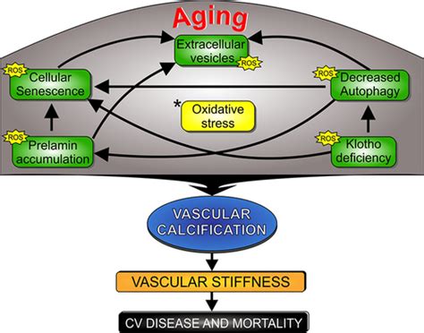 The Spike Protein Hemosiderin Deposition And Vascular Calcification Wmc Research