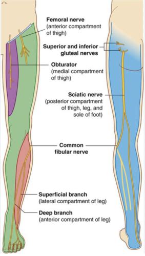 Lower Limb Nerves Flashcards Quizlet