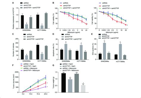 Inhibition Of Hottip Expression Reduces The Mitomycin Resistance In Download Scientific