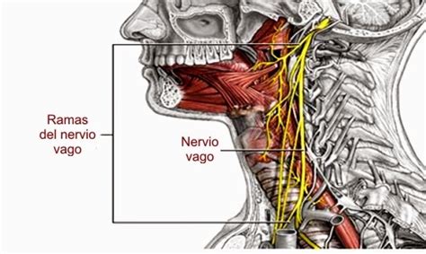 Nervio Vago
