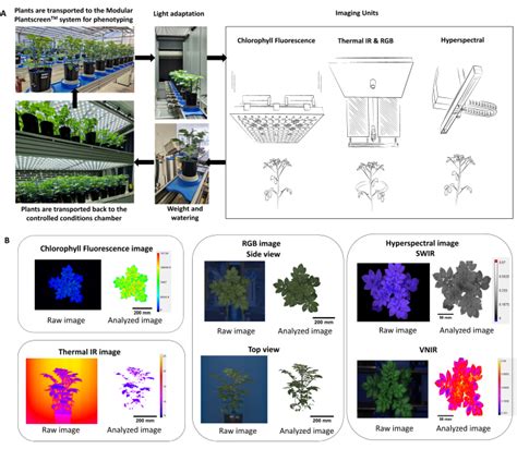 Video Author Spotlight Unraveling Plant Responses To Abiotic Stresses Using The Plantscreen