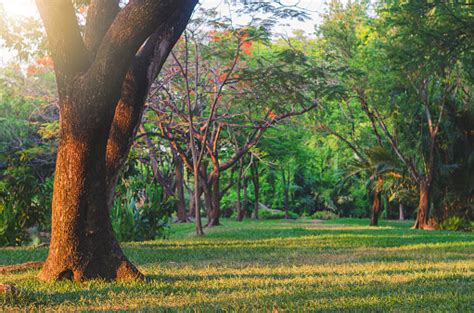 녹색 잔디와 햇빛에 공원에서 나무 신선한 녹색 자연 배경 휴식 지역 좋은 호흡에 대 한 도시의 아웃 도어에 건강 한 녹색 환경 정원 오존 산소 저장 세계 0명에 대한 스톡