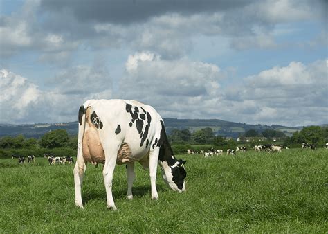 A Complete Guide To Dairy Cattle Genetics Abs Global Uk