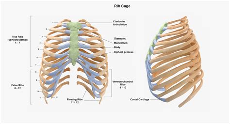 Anatomia Da Caixa Torácica De Costela Humana Real 01 Modelo 3d