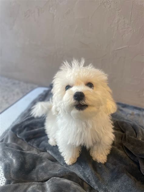 비숑프리제 콜라 강아지 책임분양 고양이입양 강아지입양 유기견입양 현황 아이조아보호소