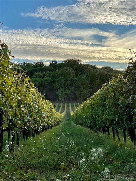 Photos Of Vineyards Photo Gallery Images From Aldipics