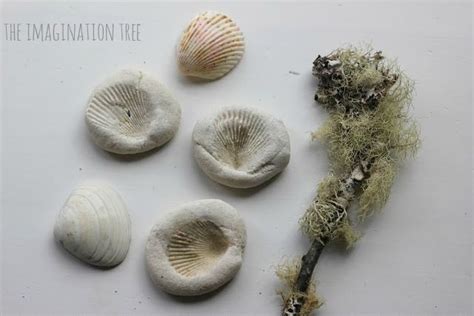 Shell Fossil Imprints In Salt Dough