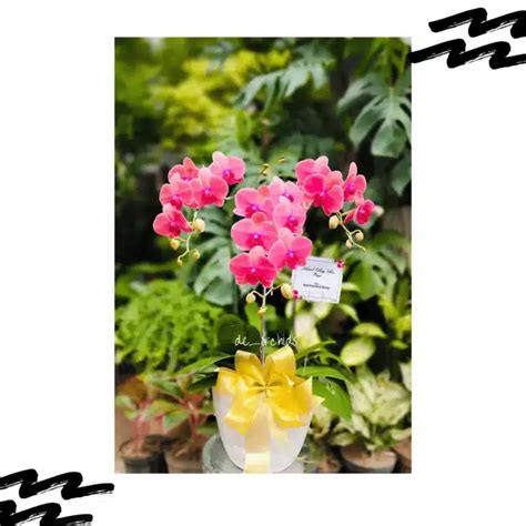 Anggrek Bulan Dewasa Isi 3 Warna Merah Bata De Orchids