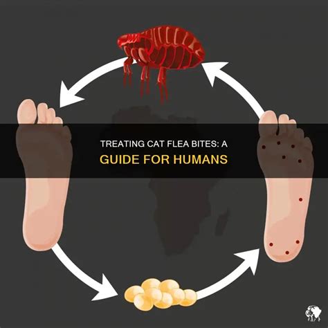 Treating Cat Flea Bites A Guide For Humans Petshun
