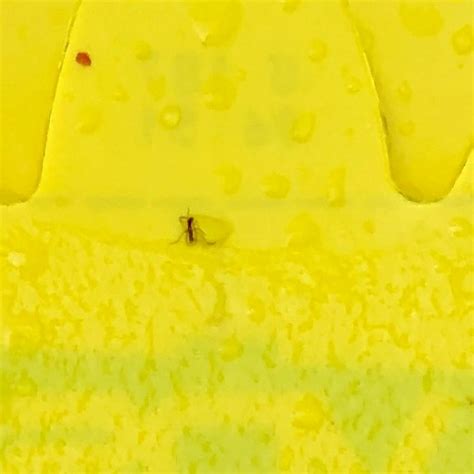 Allfly Object Detection Dataset By As