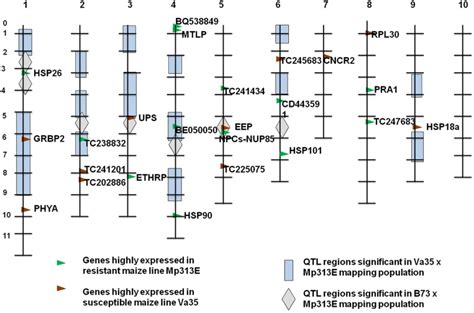 Chromosome Bin Map Showing The Positions Of The Identified Qtl Regions