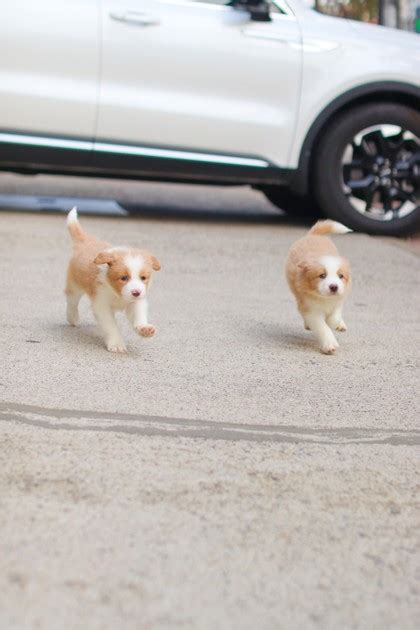 보더콜리분양 골든리트리버분양 대형견분양 큰개닷컴