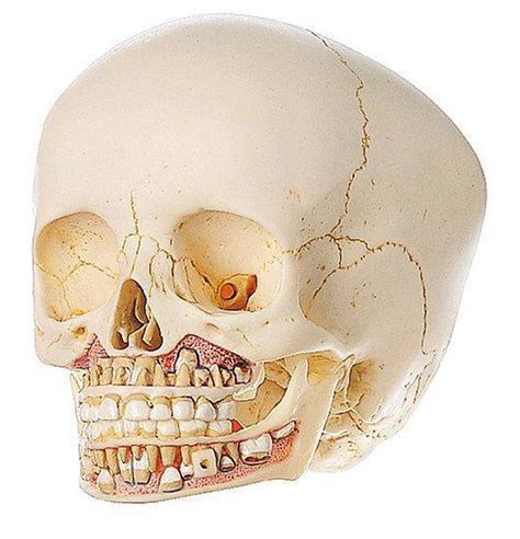 Human Teeth Skull