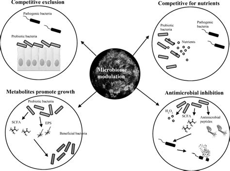Modes Of Action By Which Probiotics Modulate The Git Microbiota