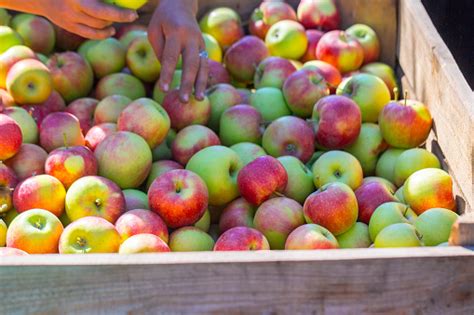 정렬 하 고 신선한 잘 익은 빨간 사과 나무에서 그냥 수집의 수확을 보정 하는 직원의 손에 큰 나무 팔레트 컨테이너에 접혀 있다 농부의 과수원에 화창한가 날 8월에 대한