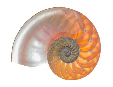 Premium Photo Nautilus Pompilius Living Fossil Mollusca Chambered Nautilus Shell Cutaway