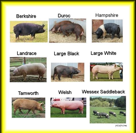 Types Of Pigs In The World At Jordan Mealmaker Blog