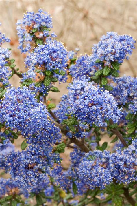 Discover California Lilac Species Native Beauty And Garden Staples